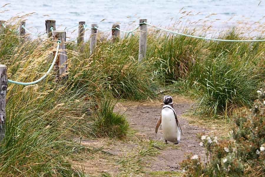 10 lugares imperdibles de la Región de Magallanes